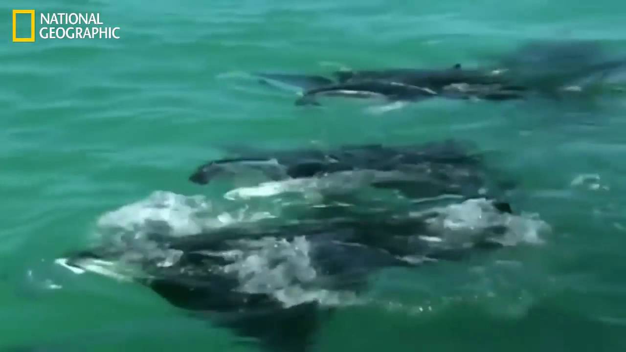 Life Under the Sea - Ocean Animal Documentary - Discovery 24h - YouTube