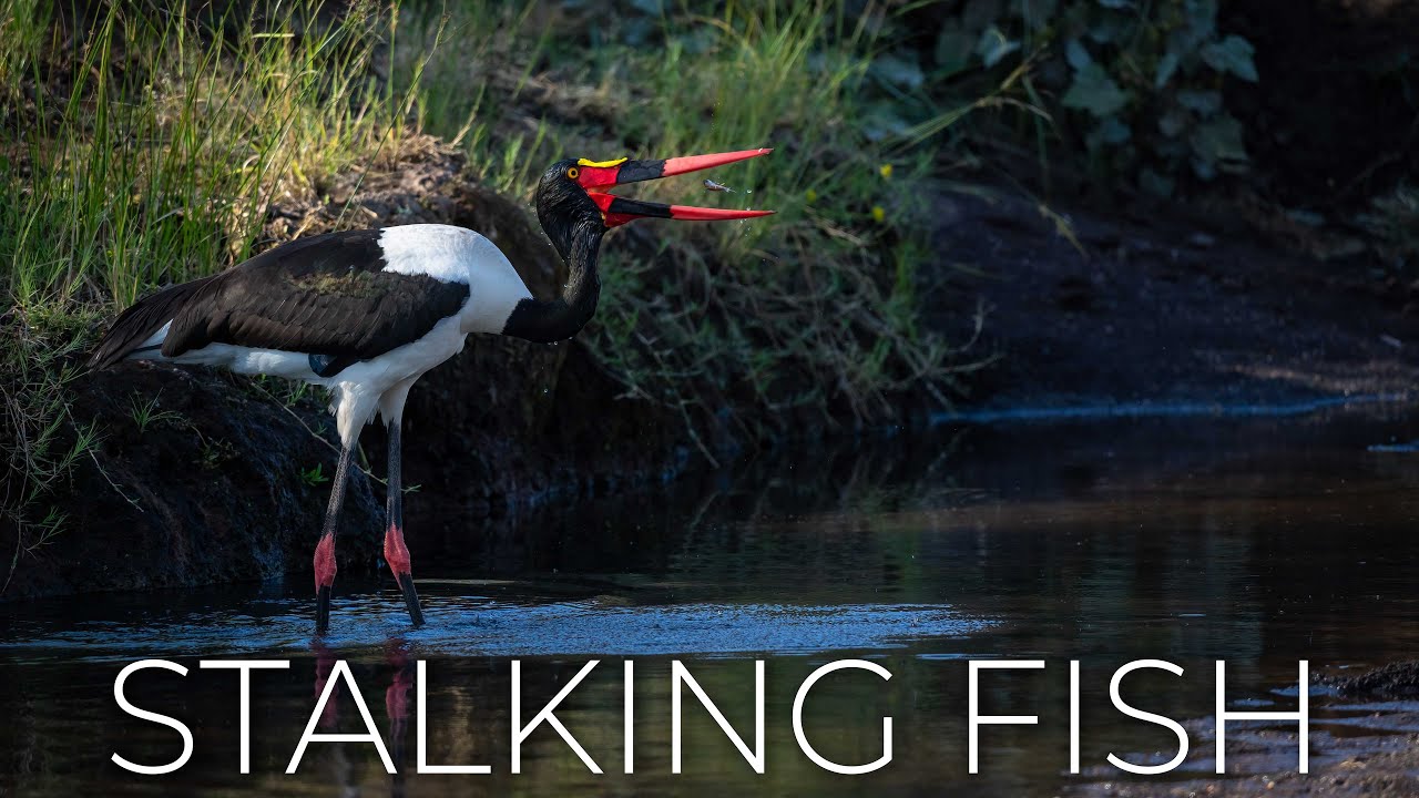 A Saddle-Billed Stork catches fish in the Majale River at Mashatu Game ...