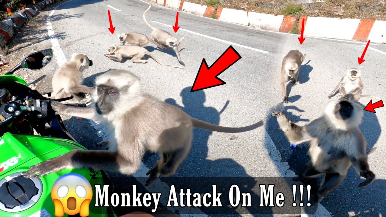 Monkey Attack On Bikers 😱 & Biker Feeding Monkeys & Big Langoor ...