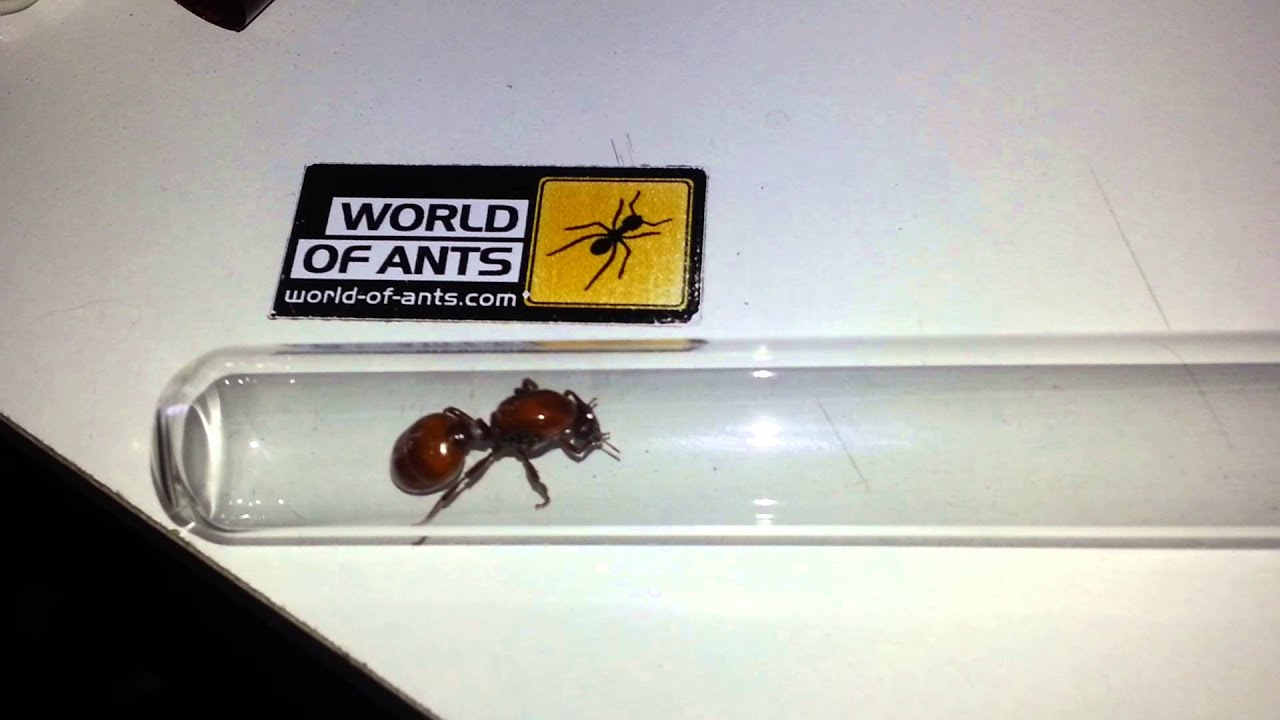 Carebara castanea - YouTube