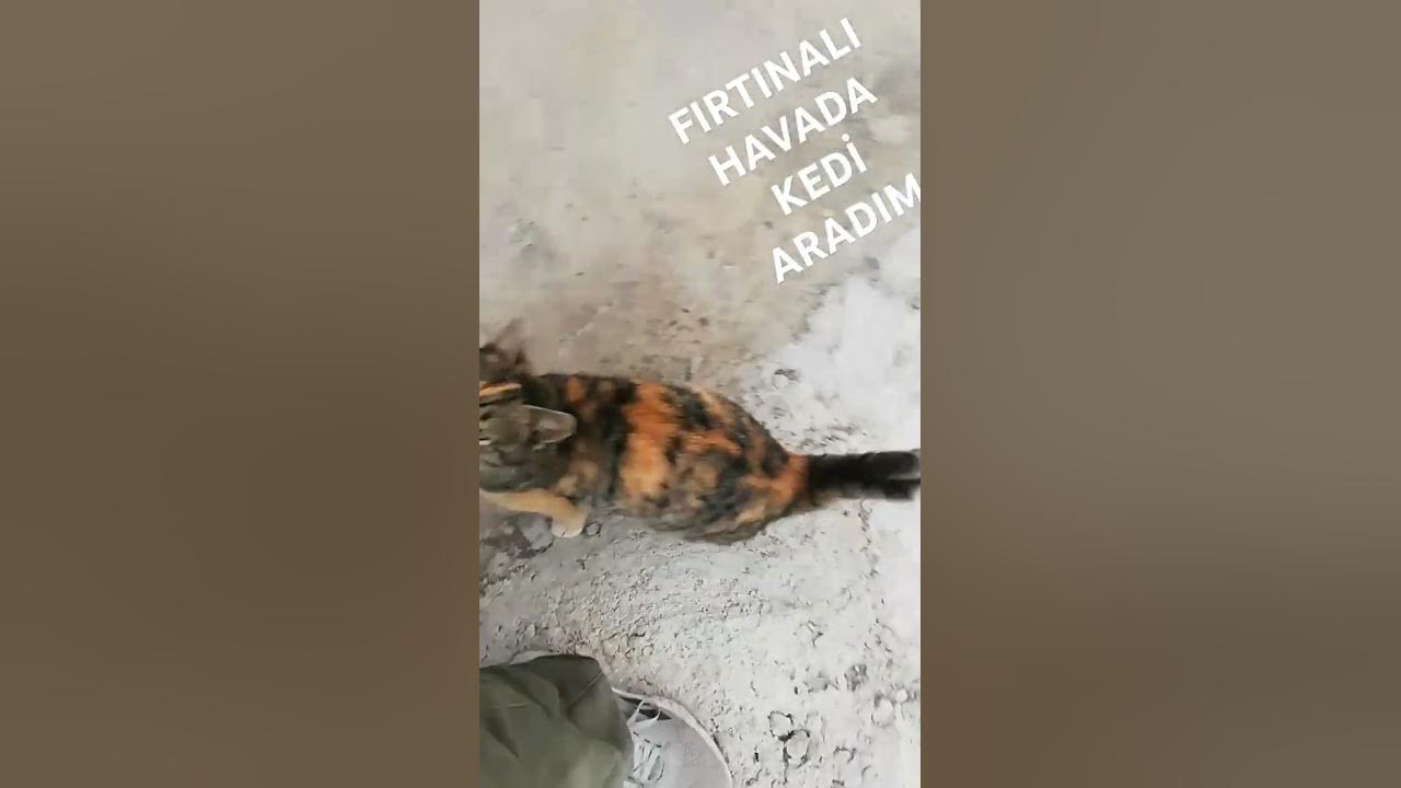 FIRTINALI HAVADA KEDİ ARAYALIM - YouTube