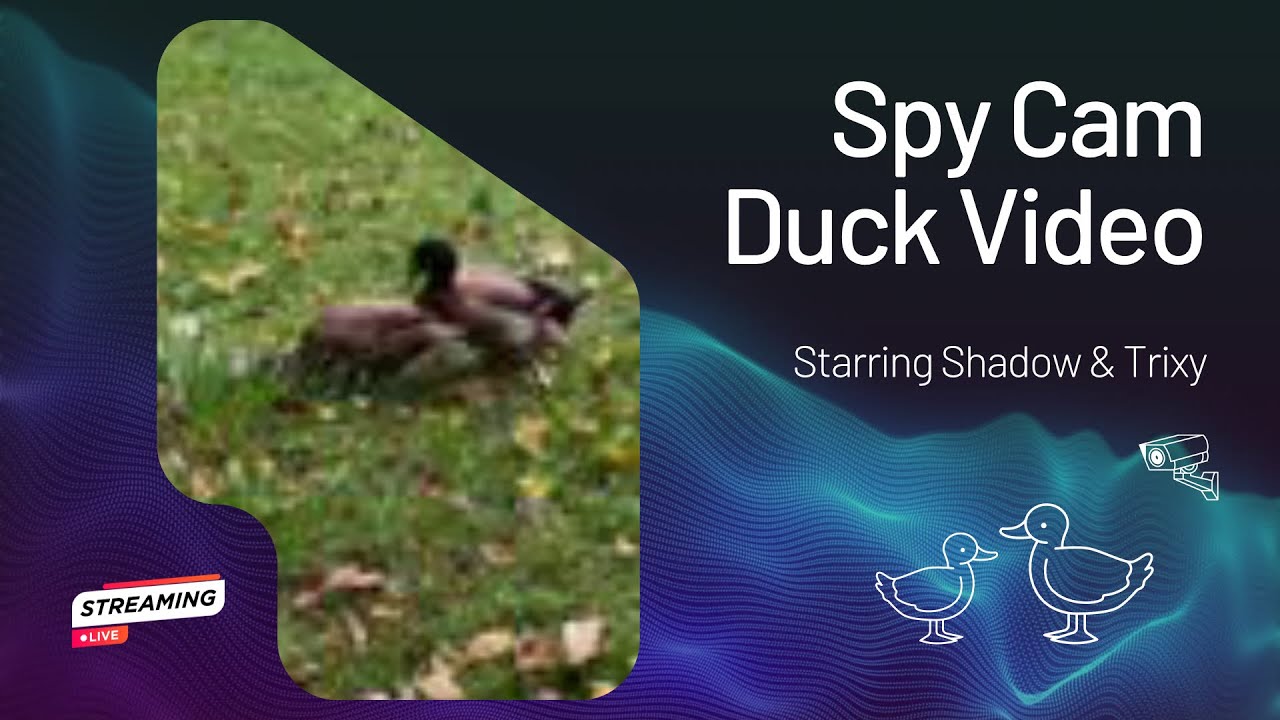 Sneak Peek on The Ducks Sleeping- Duck Spy Cam 10-1-2024 - YouTube