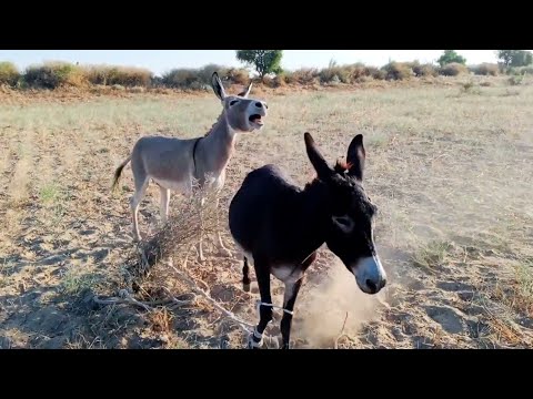 Male donkey meeting with female | horse breeding 