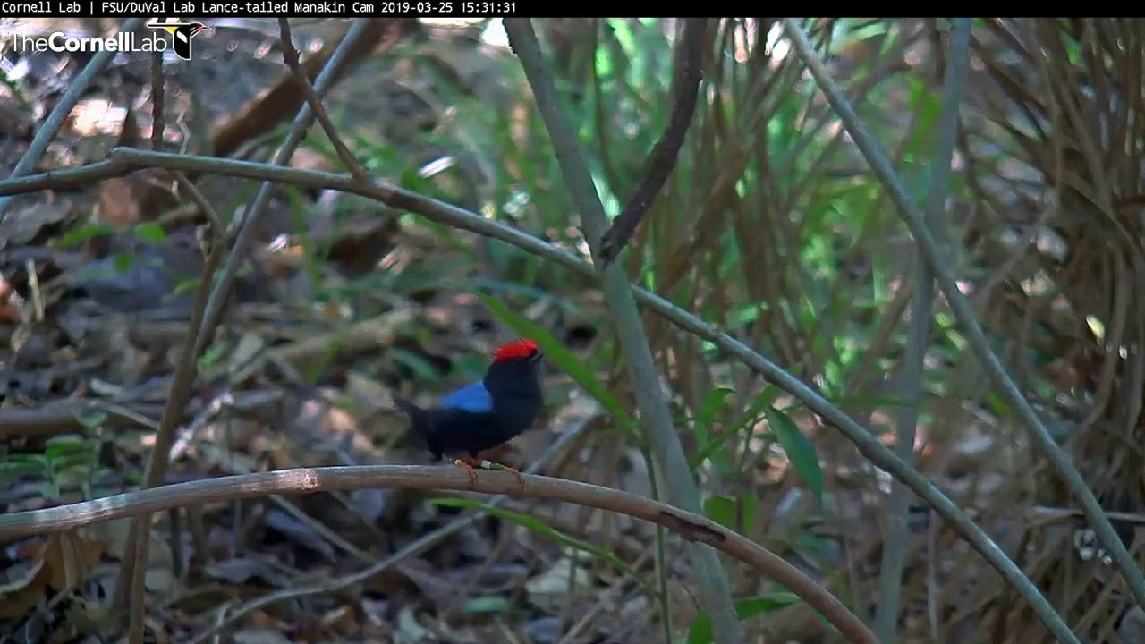 Two Lance-tailed Manakin Males Dance For A Female – March 25, 2019 ...