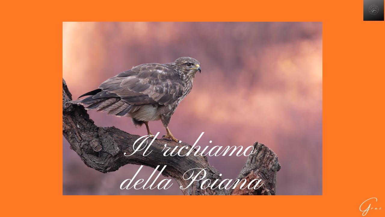 Il Richiamo della Poiana - YouTube