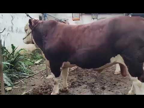 3 ekor Sapi super Simental Marlboro‼️Kandang Pedalaman Bondowoso Jawa Timur - YouTube