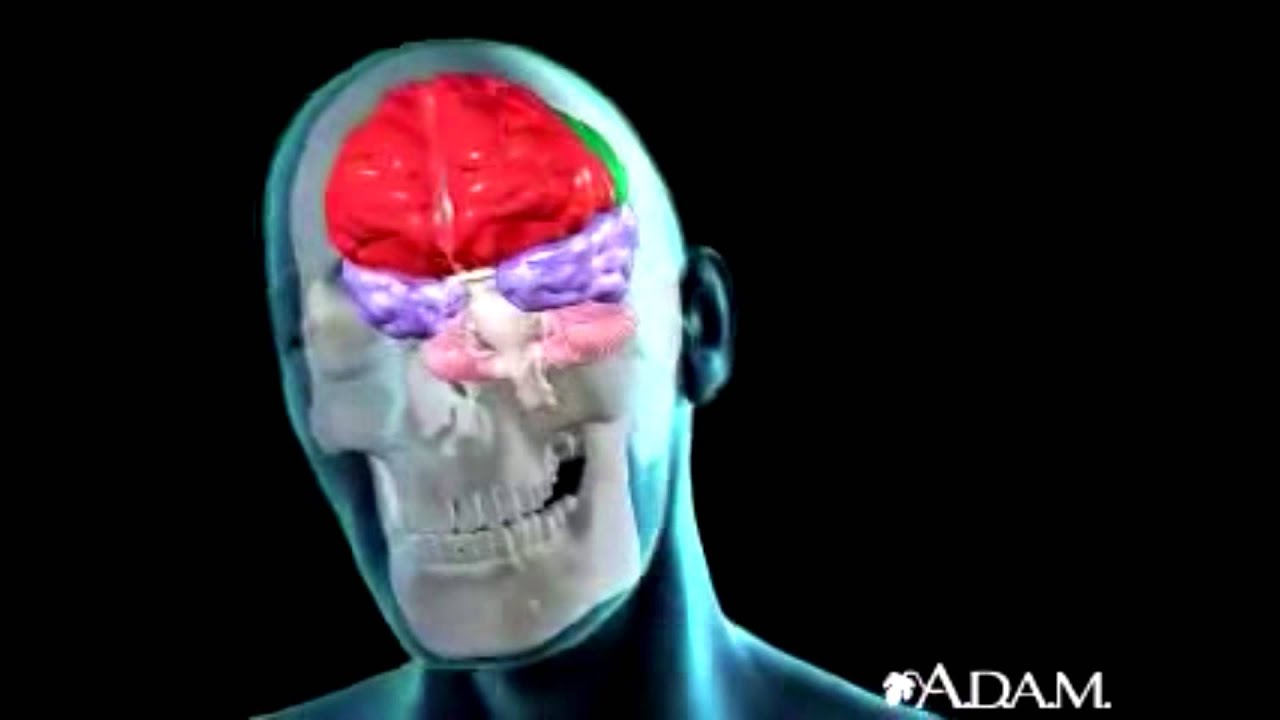 Concussion Animation - YouTube