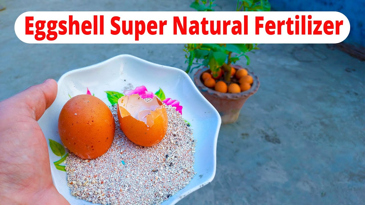 How To Make Eggshell Super Fertilizer for Plants in 3 Minutes ...