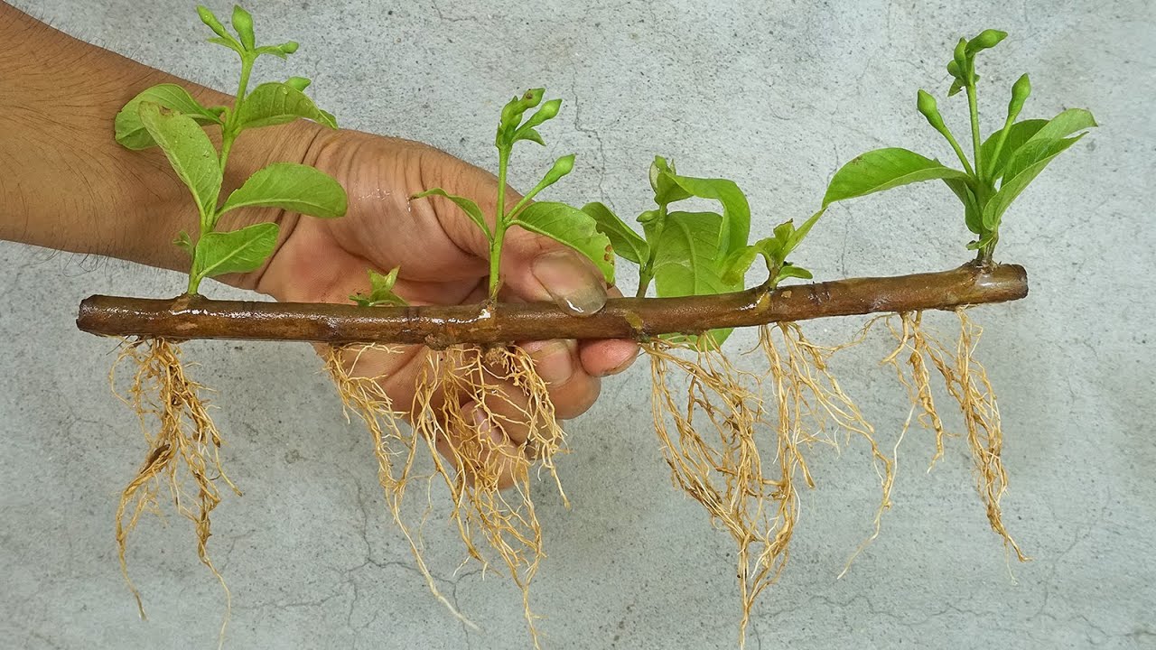 How To Grow Guava Tree Cutting Very Unique Techniques... | Propagation ...