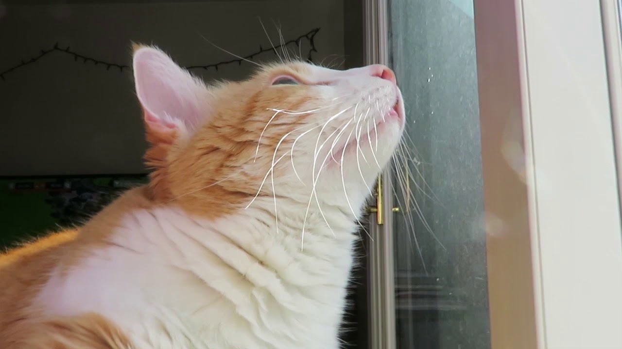 Cat Watches A Bug - YouTube