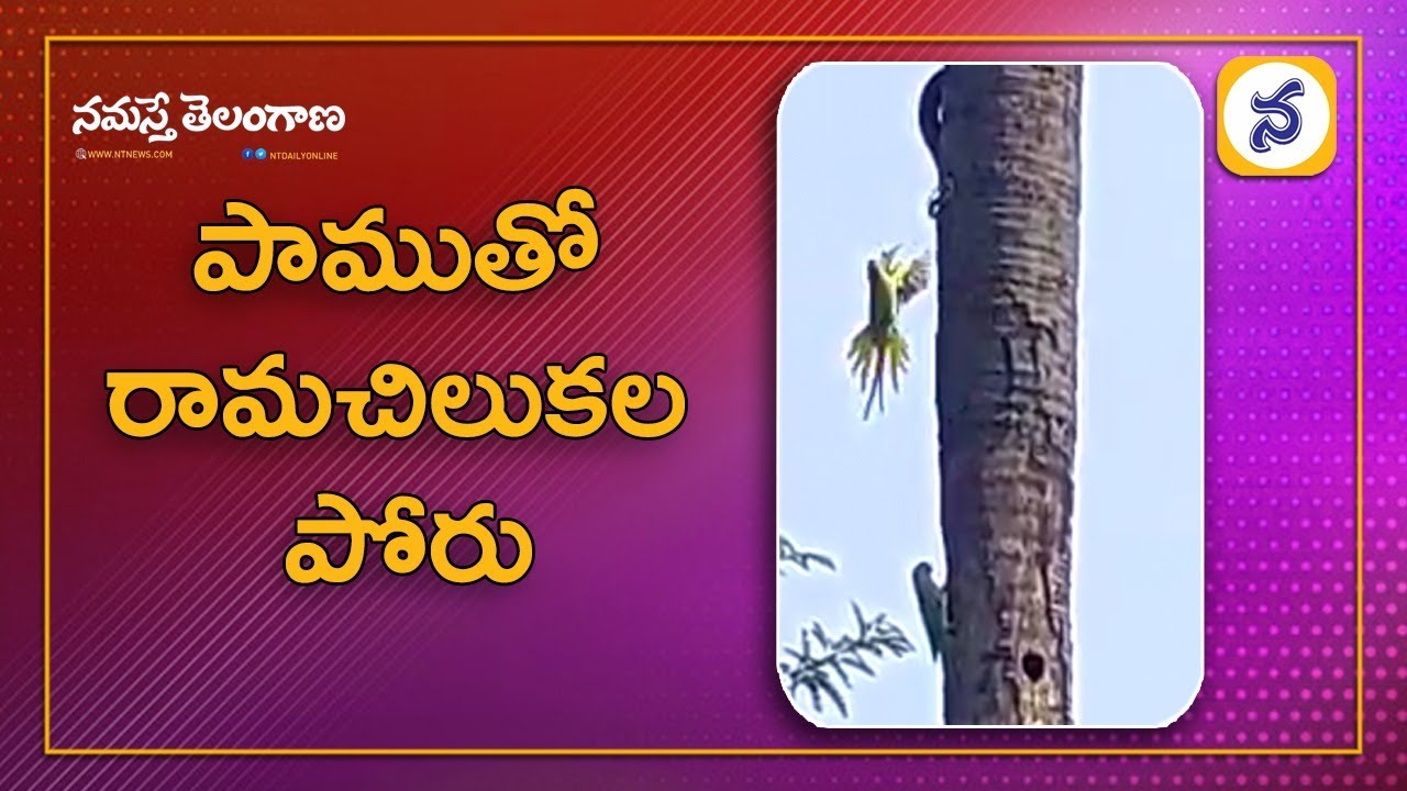 Viral Video: Snake vs Parrot - Fight Between Parrot and Snake ...