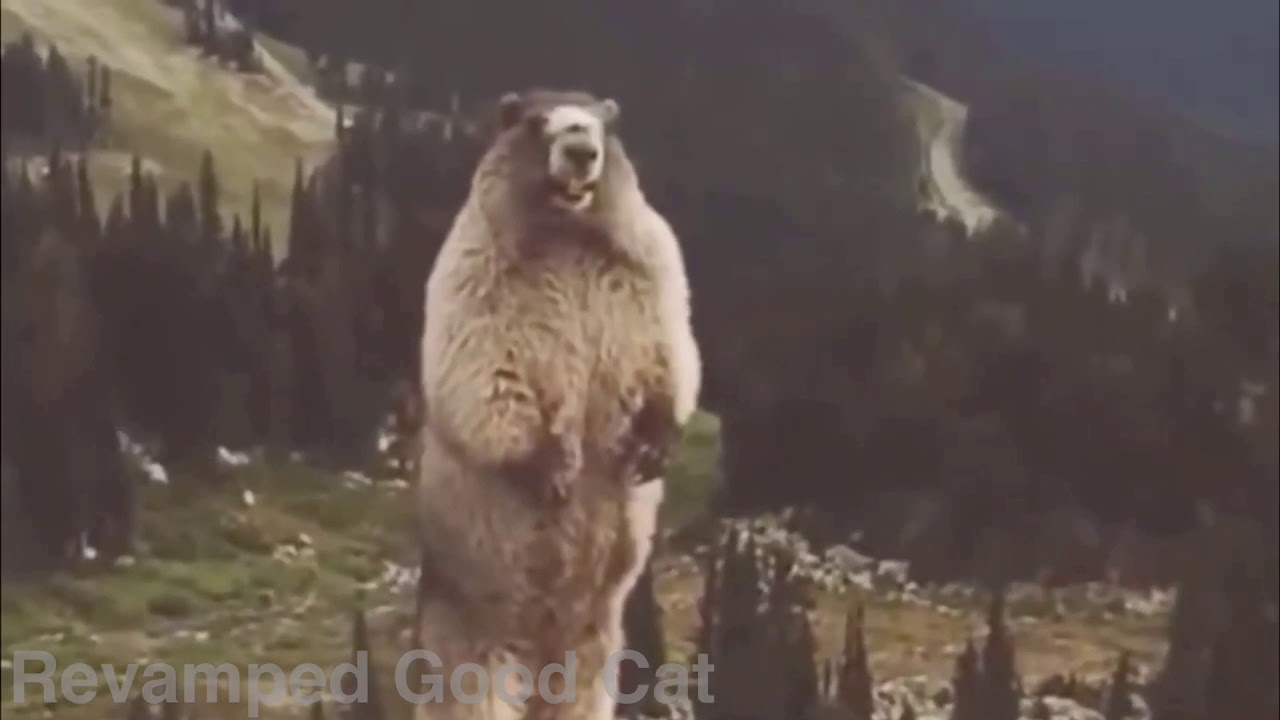 Screaming Groundhog Ft. Levi - YouTube