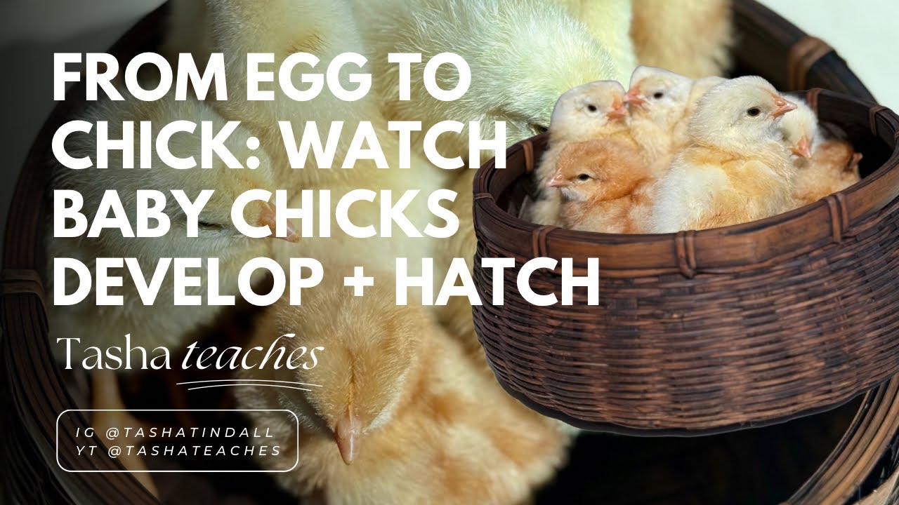 From Egg to Chick: Watch Baby Chicks Develop + Hatch! | Great for Kids ...