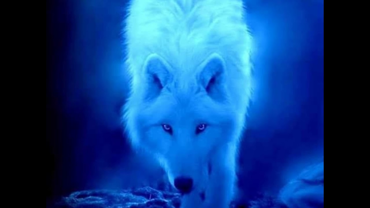 blue wolf - YouTube