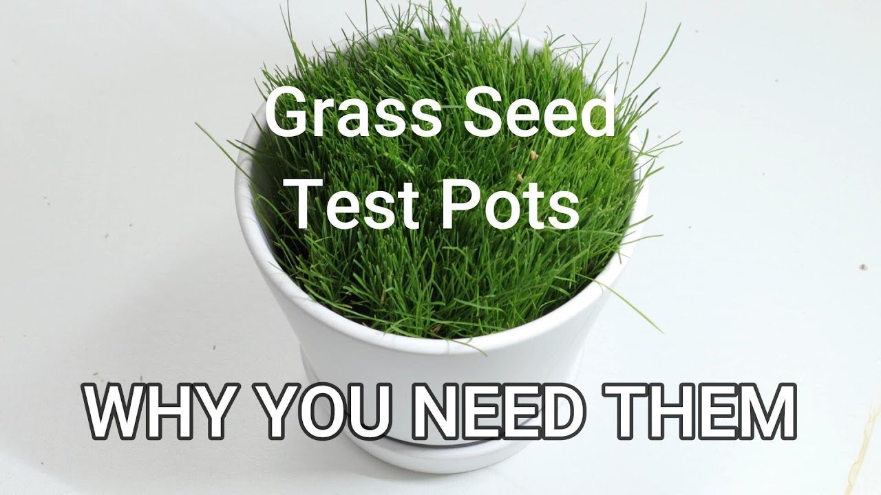 Grass Seed Test Pots and Why You Need Them - YouTube