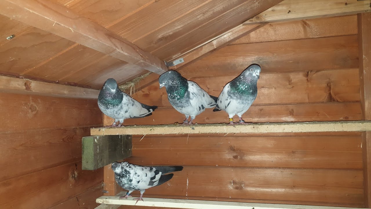 A first proper look at my high flyer pigeons - YouTube
