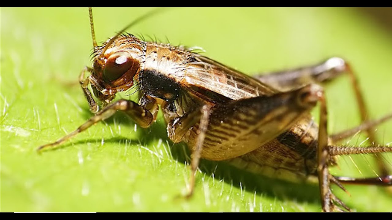 30 minutes sounds of cricket to help you gain focus to study, sleep or ...