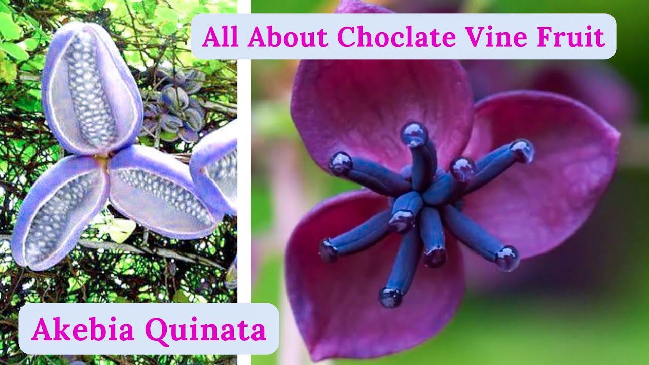 How To Grow And Care Choclate Vine | Akebia Quinata Vine | Rare Garden ...