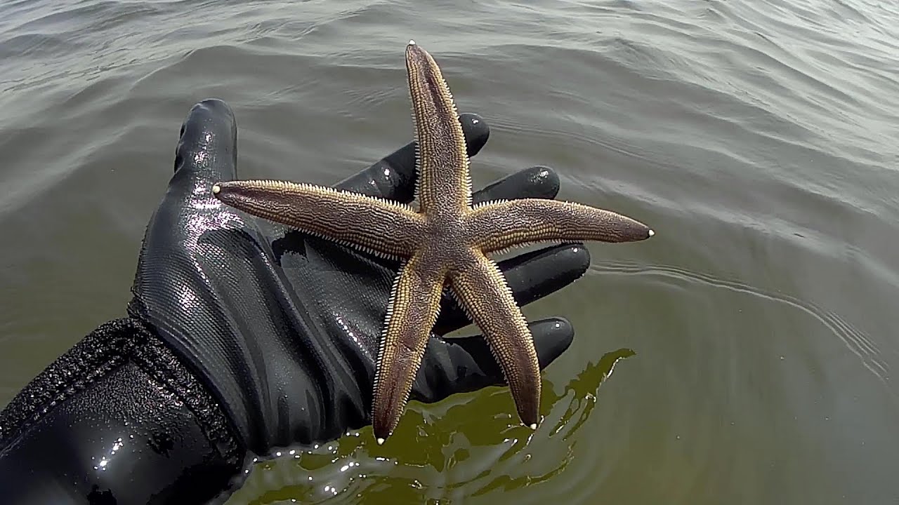 スナヒトデ Luidia quinaria【浦安水辺の生き物図鑑】 - YouTube