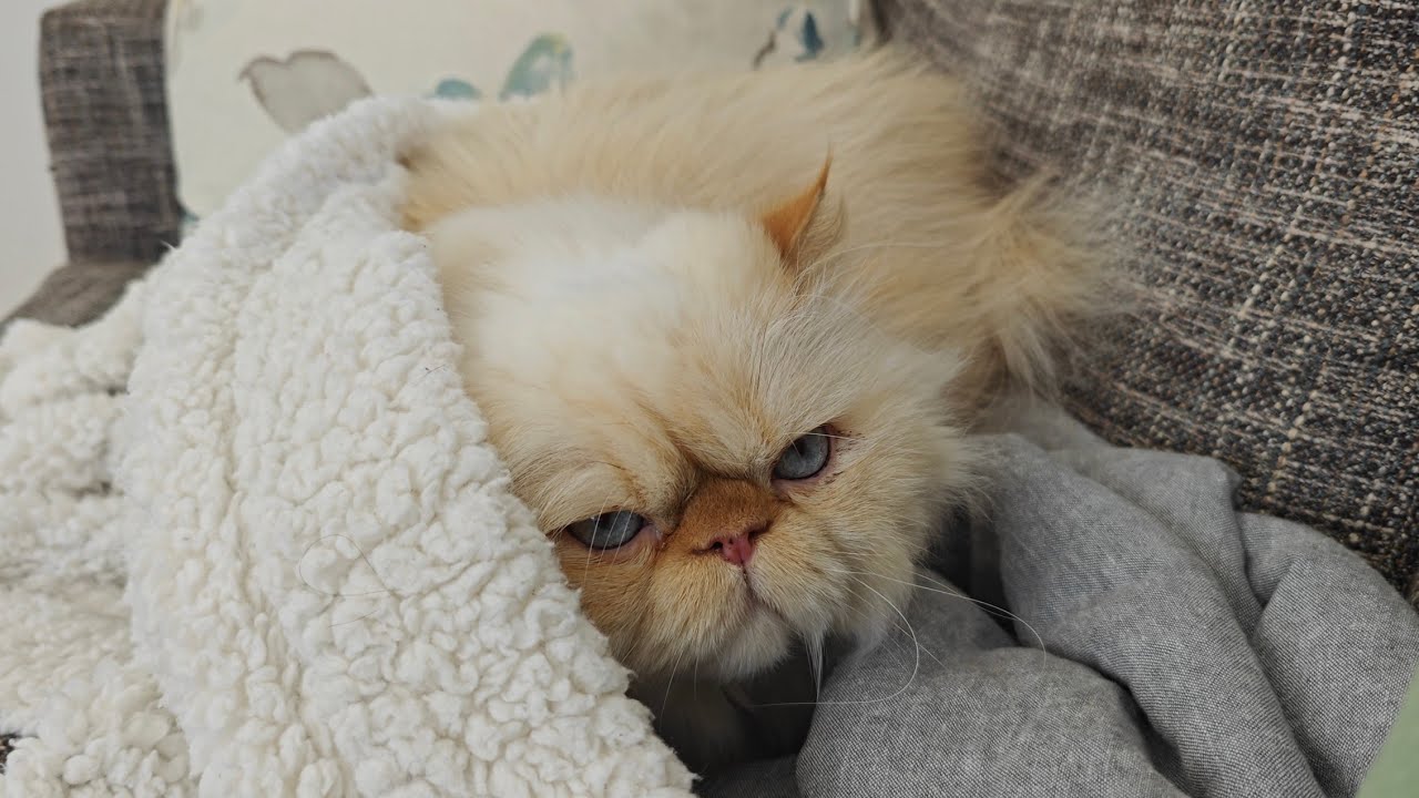 Sweet Mr Fat Boy plays in his blankie! - YouTube