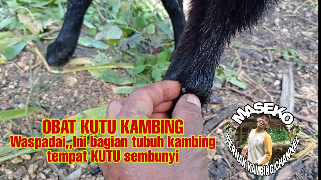 Obat kutu cathak||bagian tubuh kambing tempat KUTU bersembunyi - YouTube