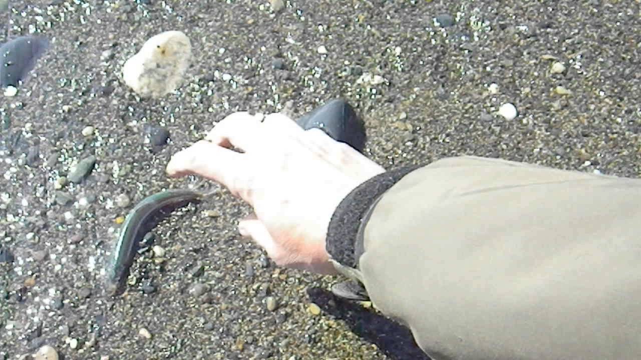 Moiva(Mallotus villosus) - YouTube