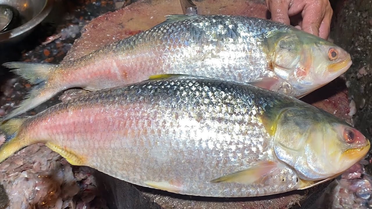 World Famous Padma Hilsa Fish Cutting Live In Bangladesh Fish Market ...