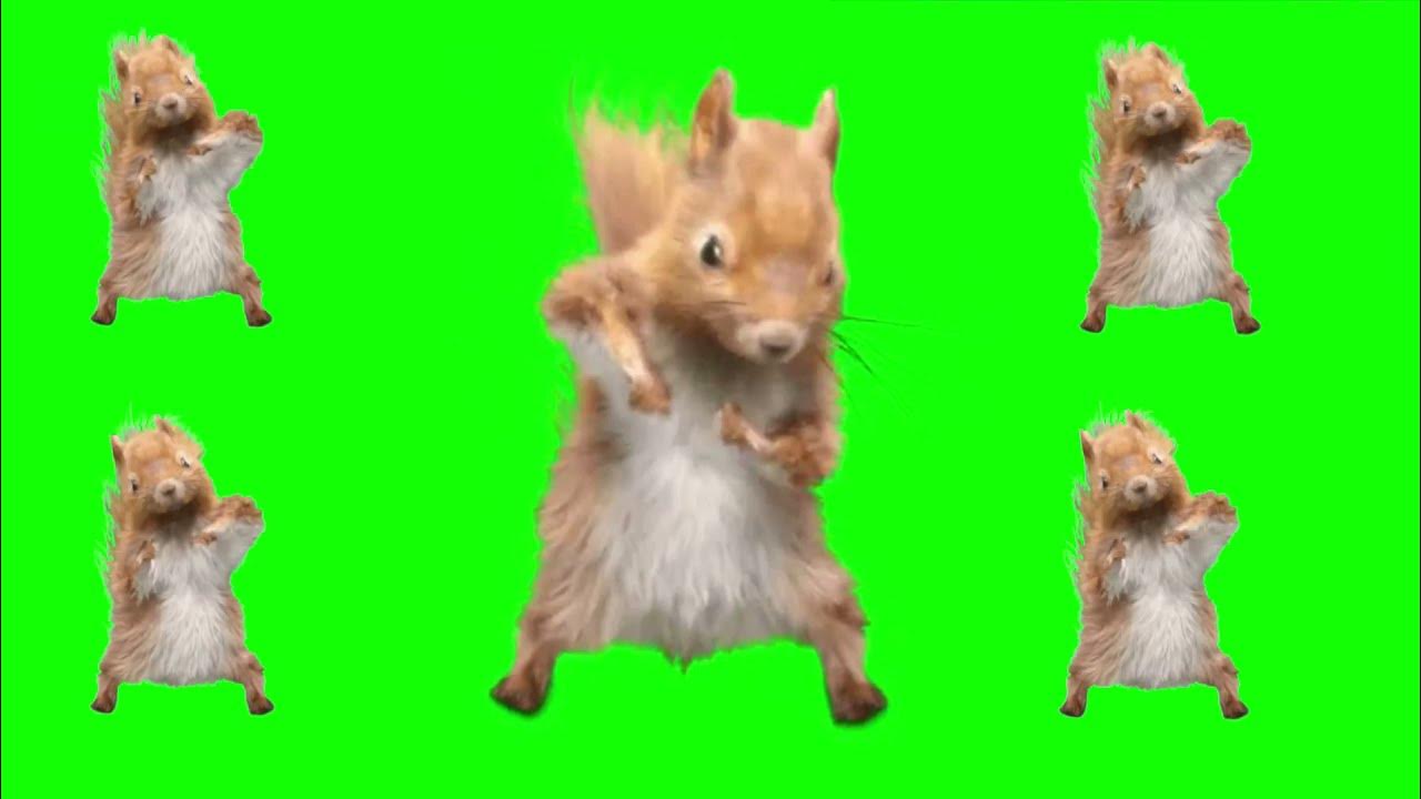 Dancing Squirrel Green Screen Template WITH SONG (TikTok Meme) - YouTube
