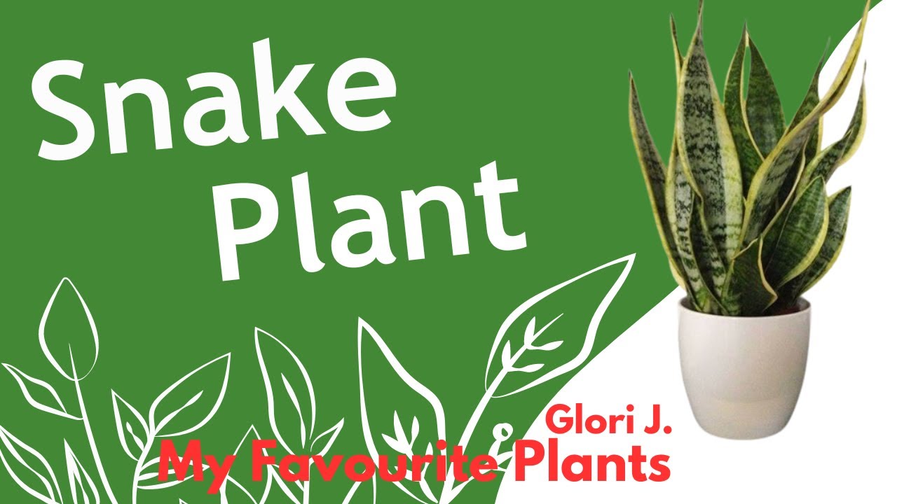 My Snake Plant Story - YouTube