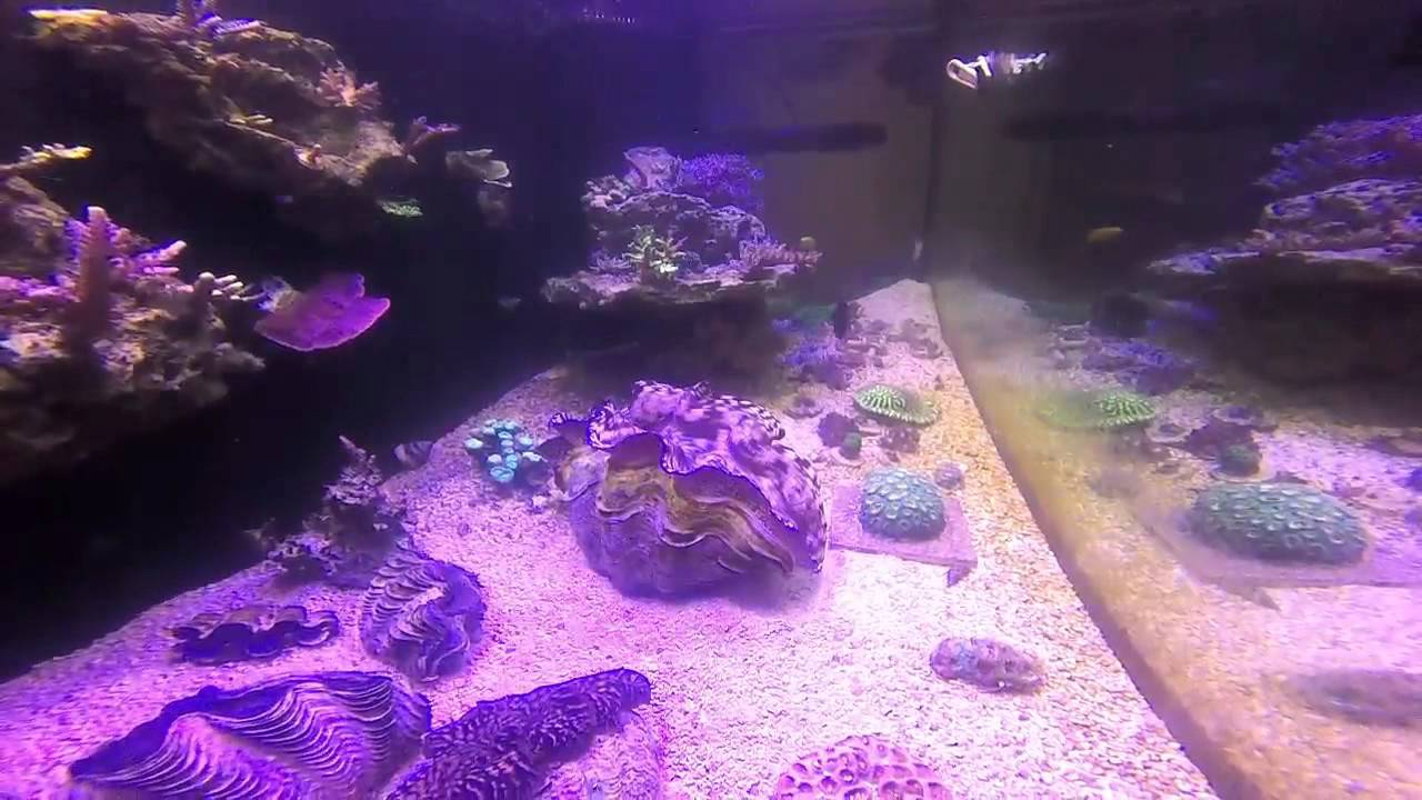 12+" Clam Spawning - YouTube