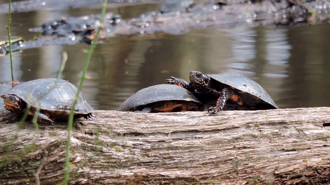 Capital Naturalist: Spotted Turtles Basking - YouTube