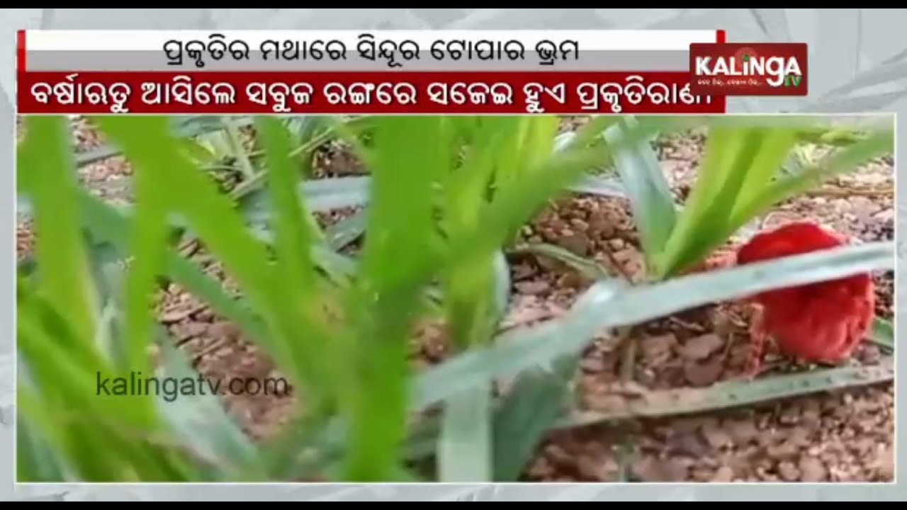 Beautiful 'Red Velvet Mites' or 'Sadhaba Bohu' insects are becoming ...