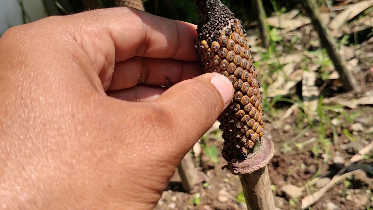 Bunga porang seri 2 - YouTube