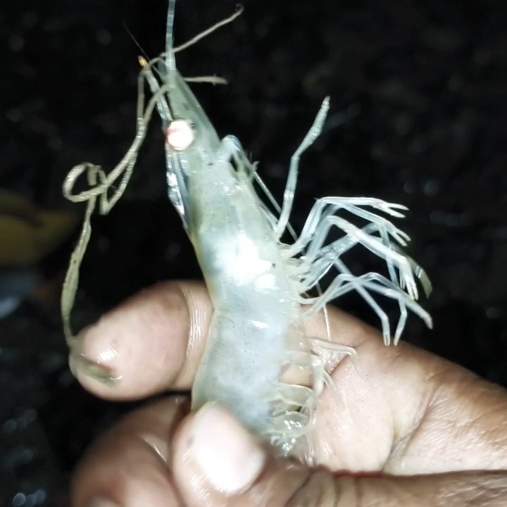 Night Prawn Fishing||#prawn #fishing #nightfishing - YouTube