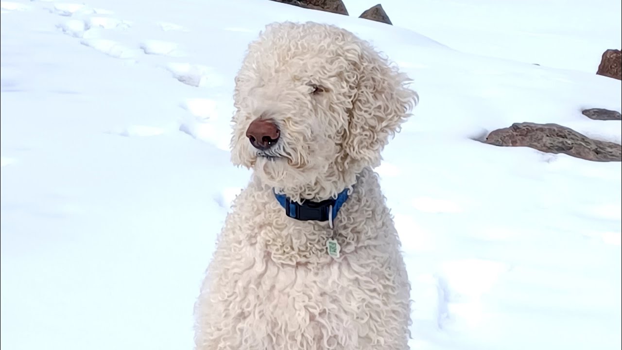 Bubba the Service Dog 10th Birthday celebration - YouTube