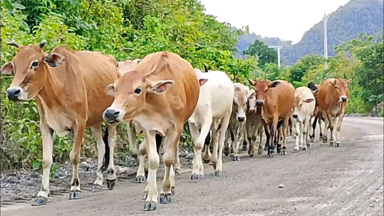 kawanan sapi lembu jinak pulang di waktu sore menuju kandang peternakan ...