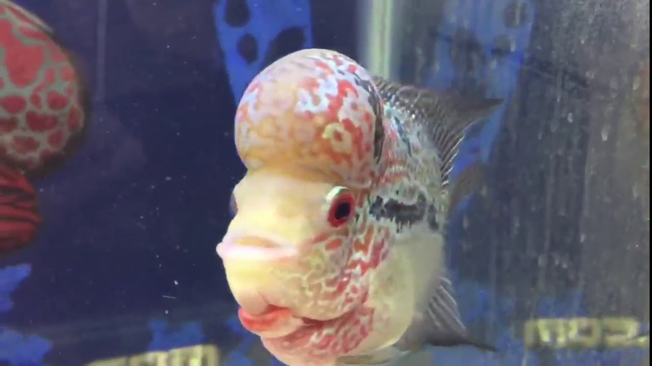 AAA Grade KML Flowerhorn 4.5" - YouTube