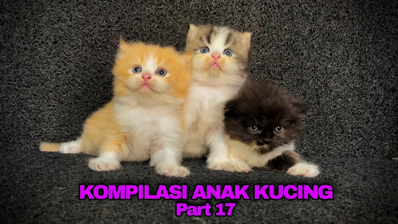 KOMPILASI ANAK KUCING LUCU GEMES BANGET PART 17 - YouTube