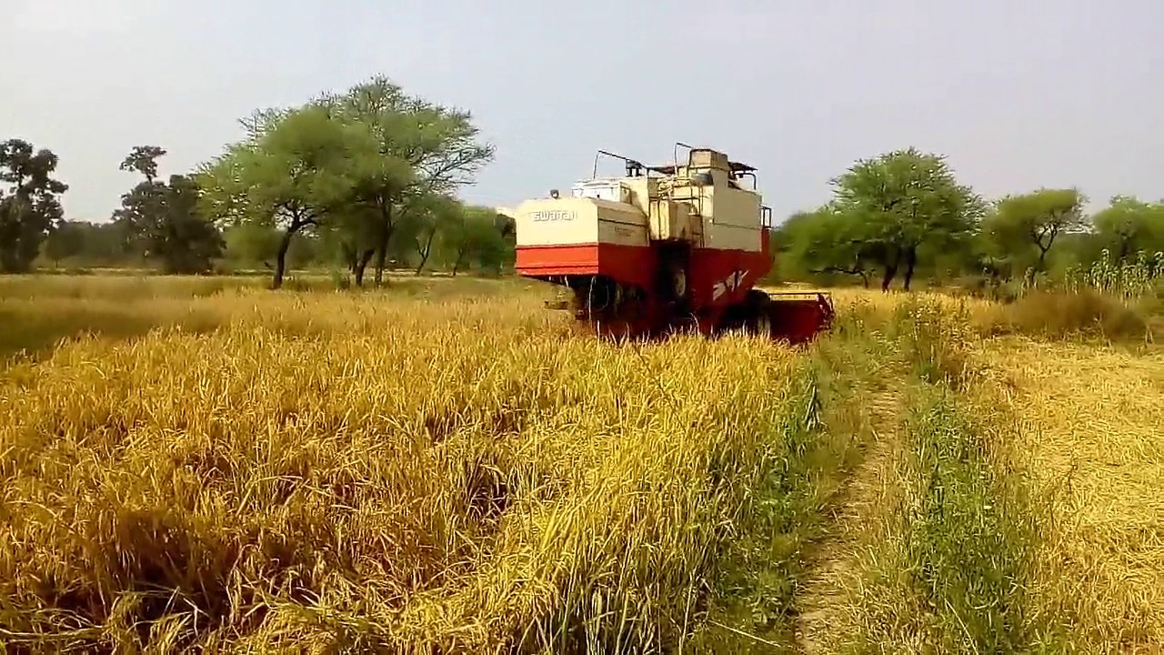 Harvester machine is cutting paddy crop smoothly - YouTube