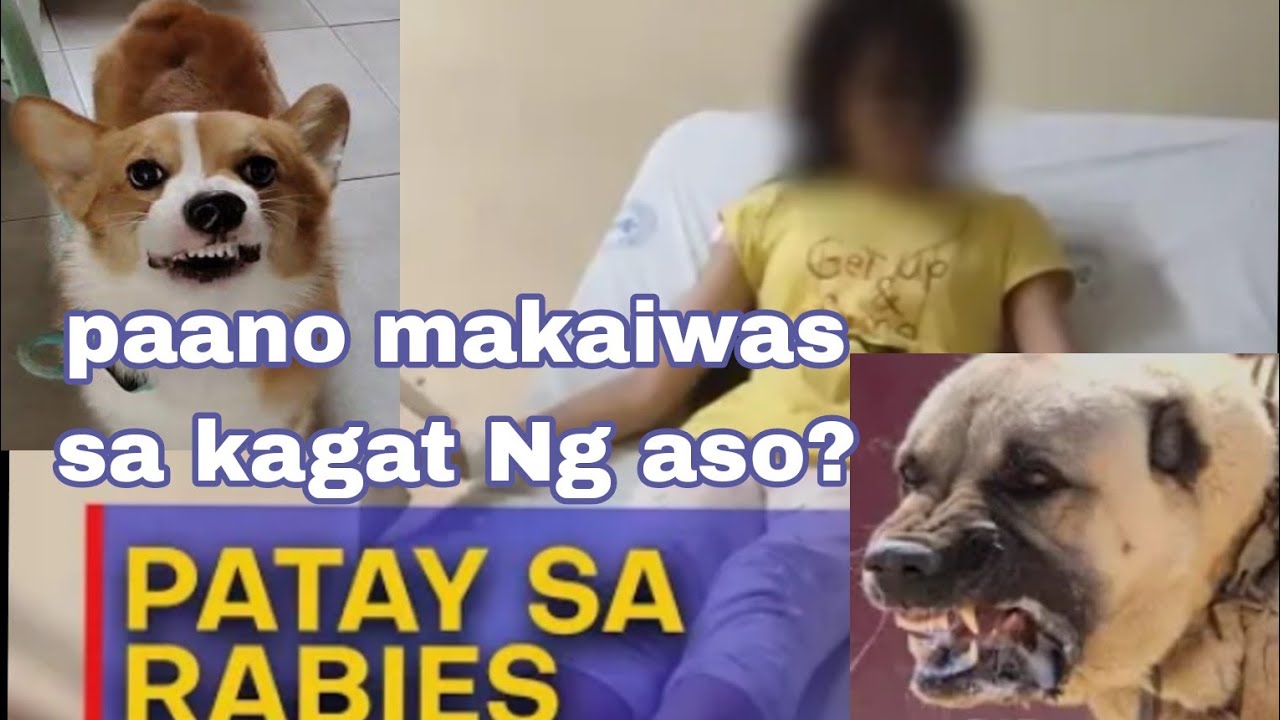 RABIES NAKAMAMATAY!!! PAANO MAKAKAIWAS SA KAGAT NG ASO? - YouTube