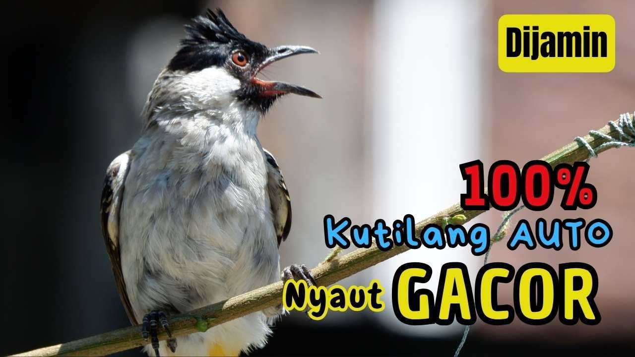 Suara Burung Kutilang Gacor Garuda JOSS Untuk Masteran Dan Pikat ...