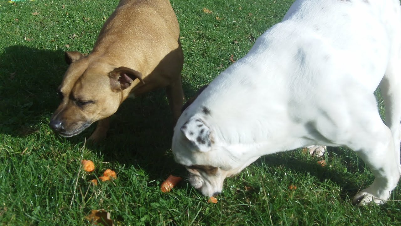 Dogs love carrots, English Bull Winston & SBT Bo munching. - YouTube