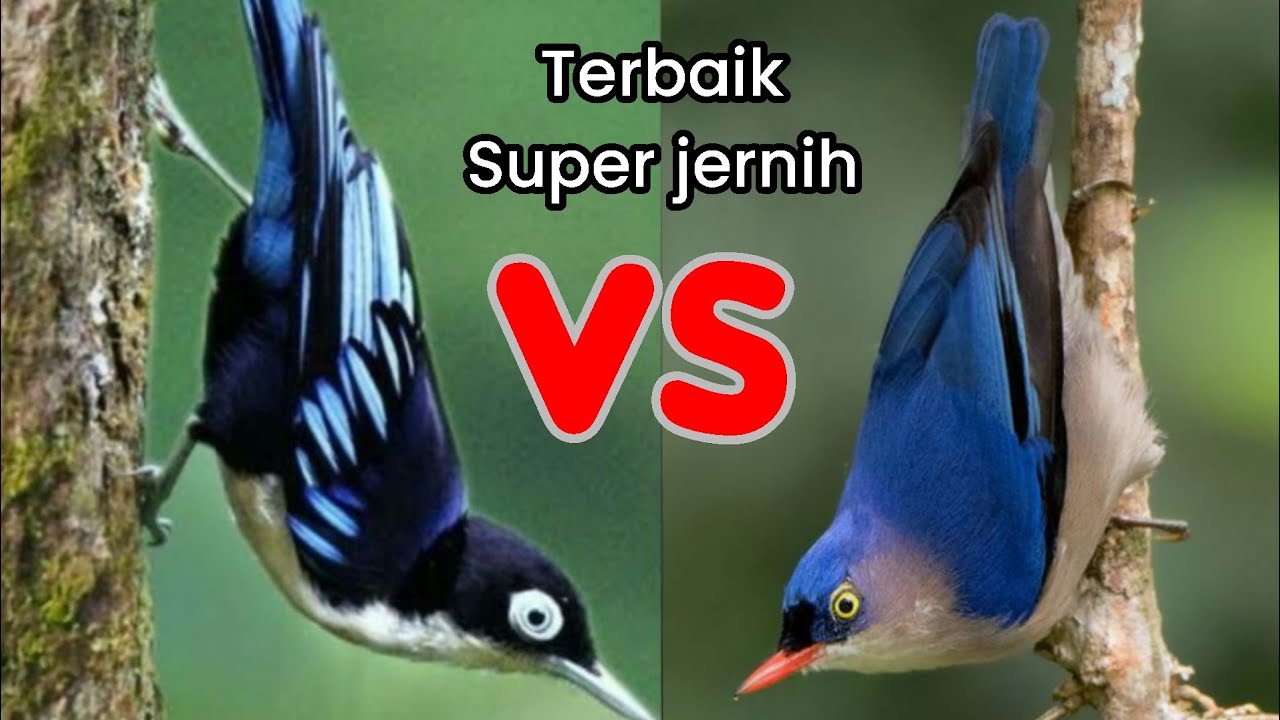suara burung rambatan Doraemon vs paruh merah banyak burung juara ...