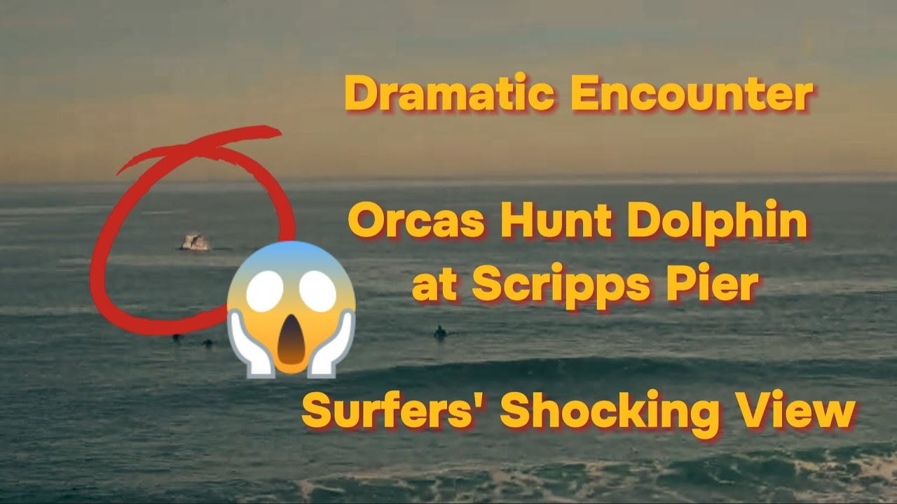 Dramatic Encounter: Orcas Hunt Dolphin at Scripps Pier - Surfers ...
