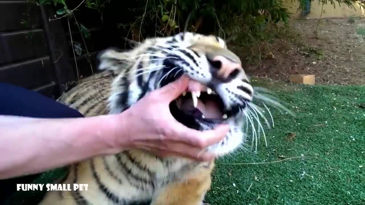 Animal video - Tooth fairy for a big cat - YouTube