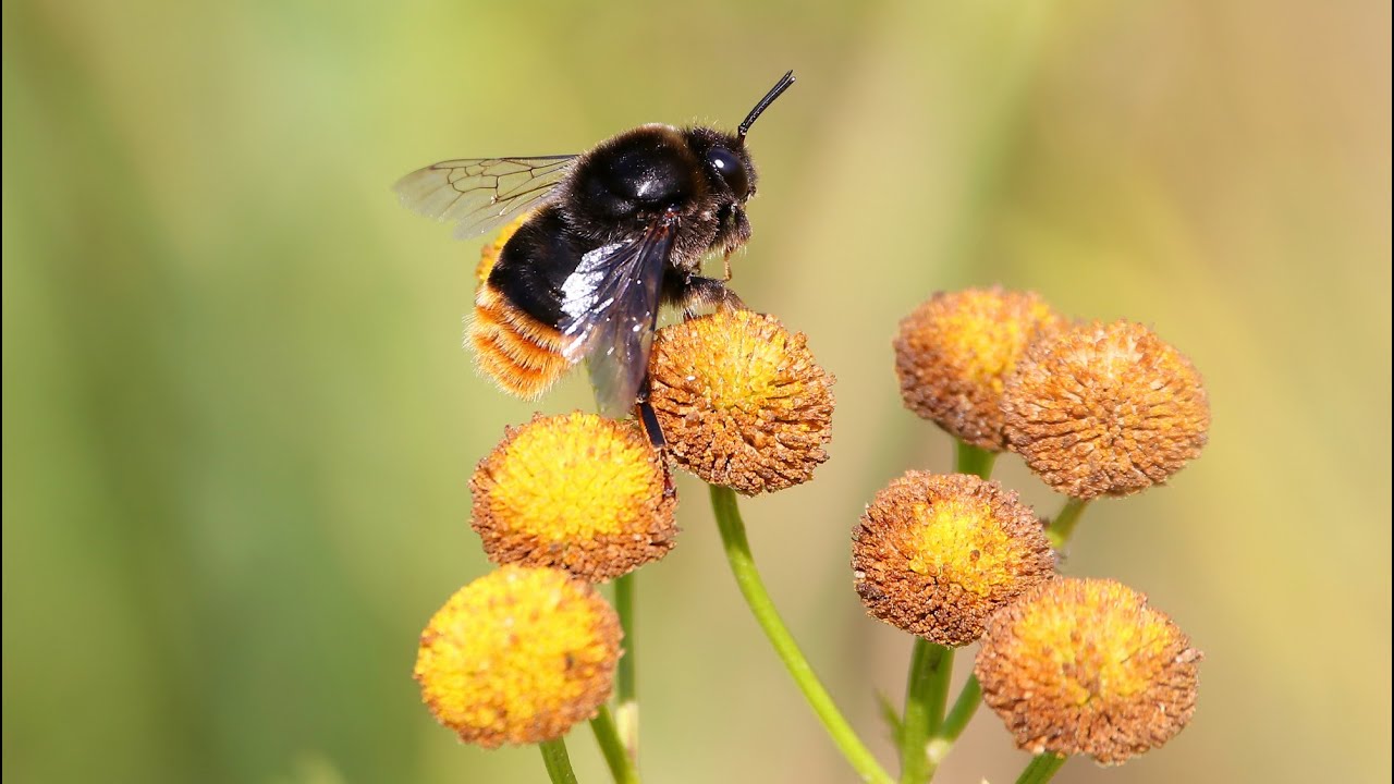 Шмель необыкновенный. Bombus confusus. Насекомые Беларуси. - YouTube