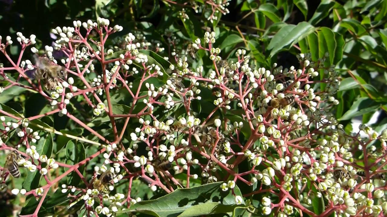 Euodia Hupehensis blooming - YouTube
