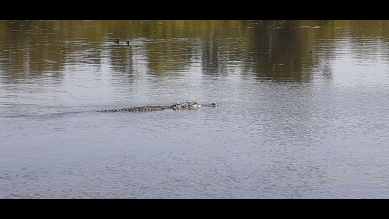 Big aligator, John Taylor park, Largo, FL. - YouTube