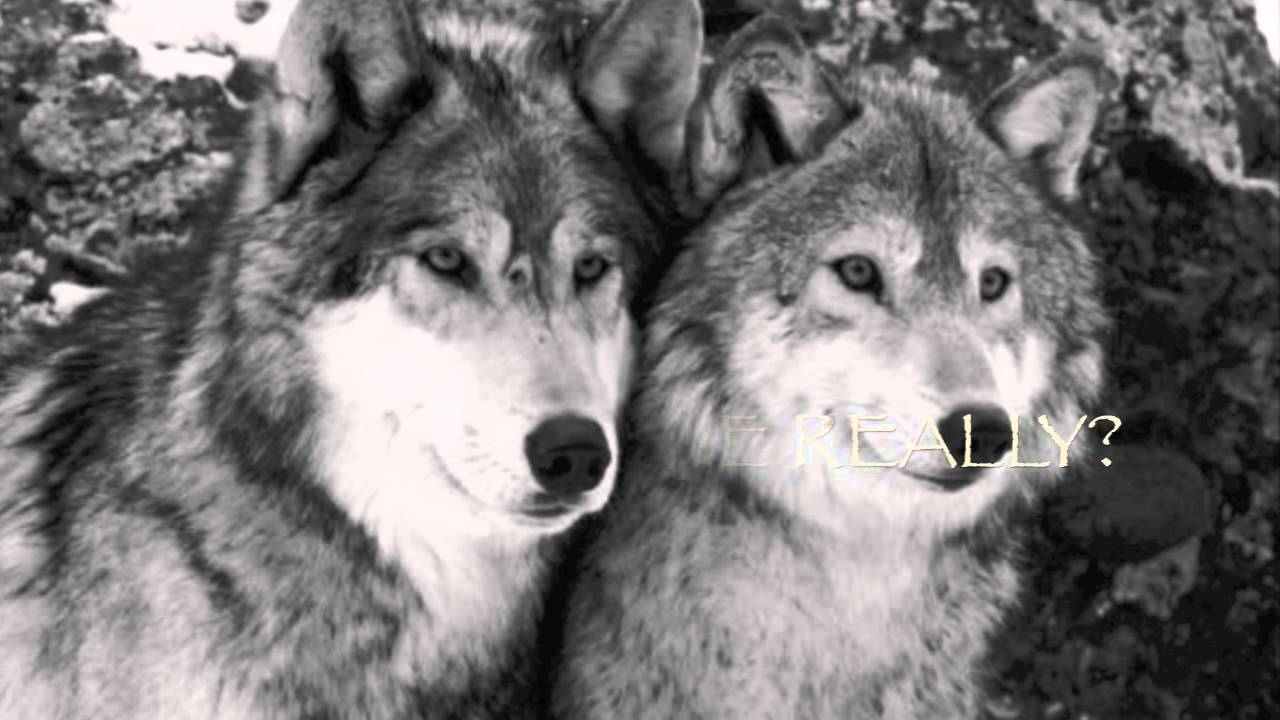 Save the Wolves August 30, 2011 - YouTube