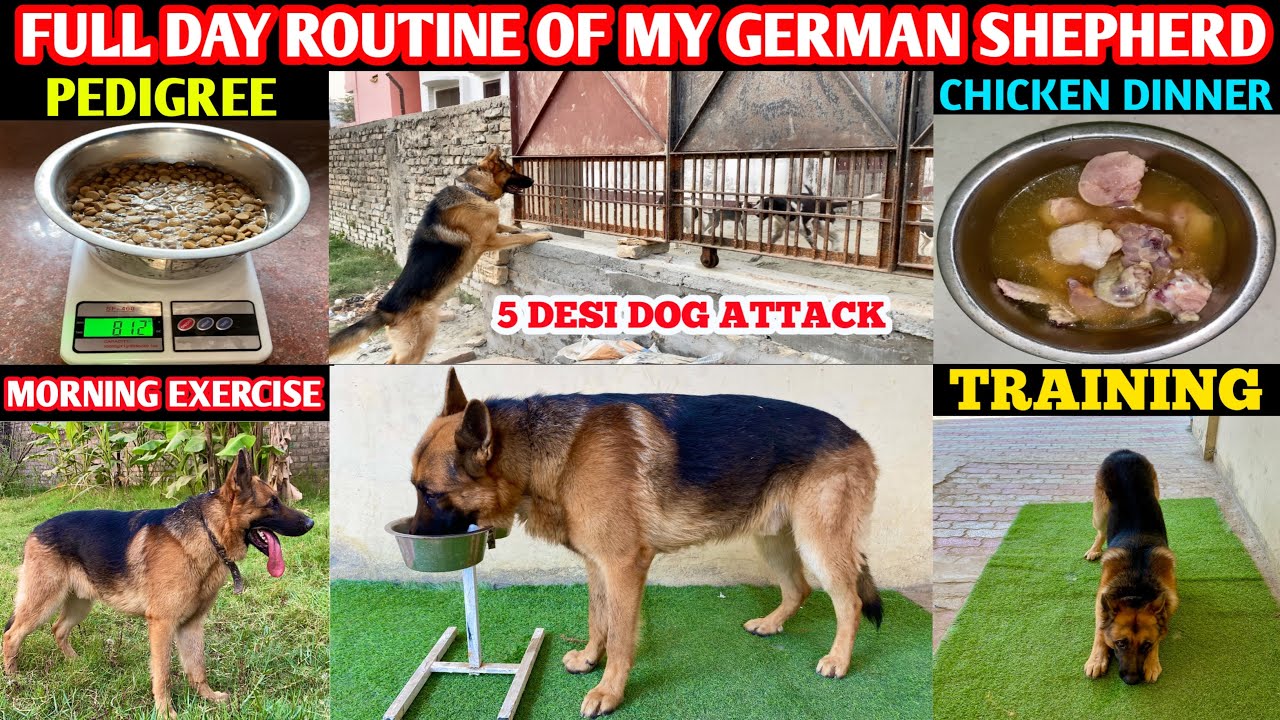 Full Day Routine Of My German Shepherd | Morning, Afternoon, Evening ...